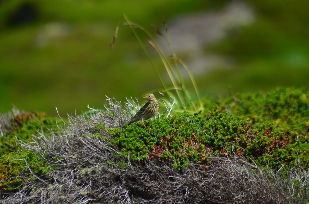 American Pipit from Kuril'skiy rayon, RU-SL, RU on August 20, 2022 at ...