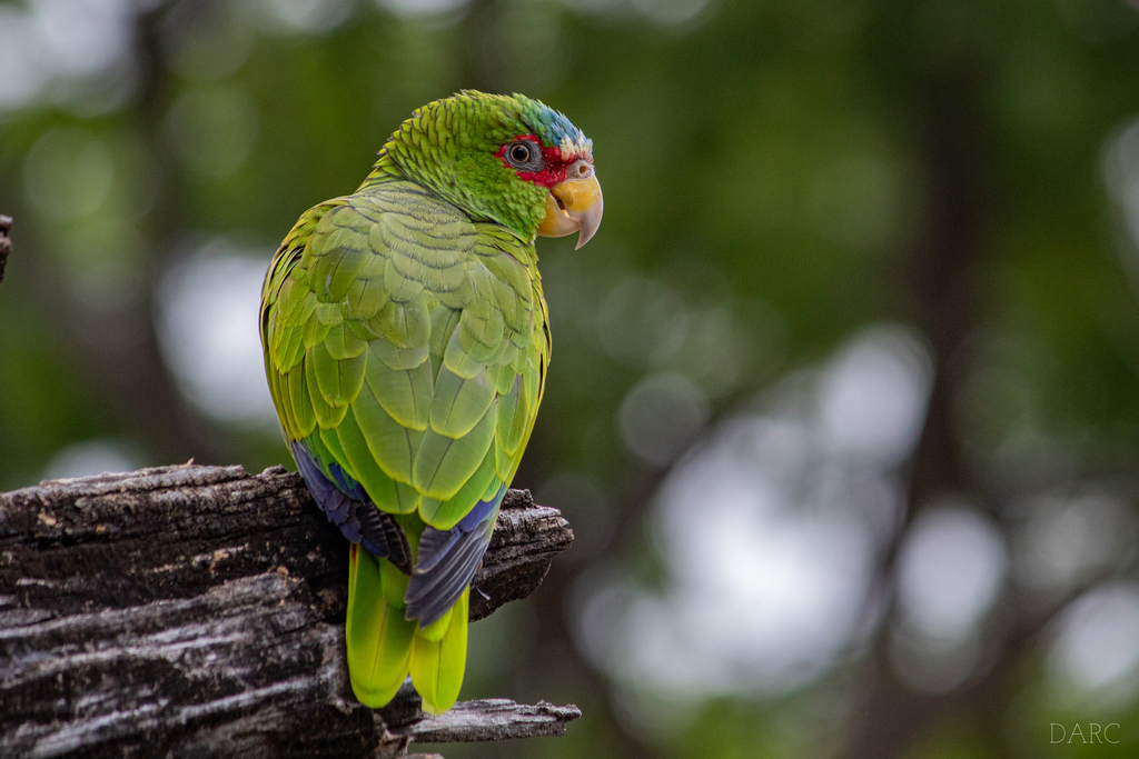 White-fronted Amazon in September 2022 by Diego Cordero · iNaturalist
