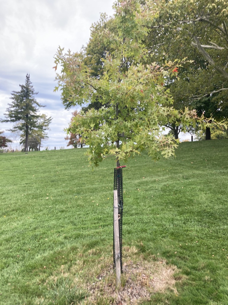 northern pin oak from Beaver Island State Park, Grand Island, NY, US on ...