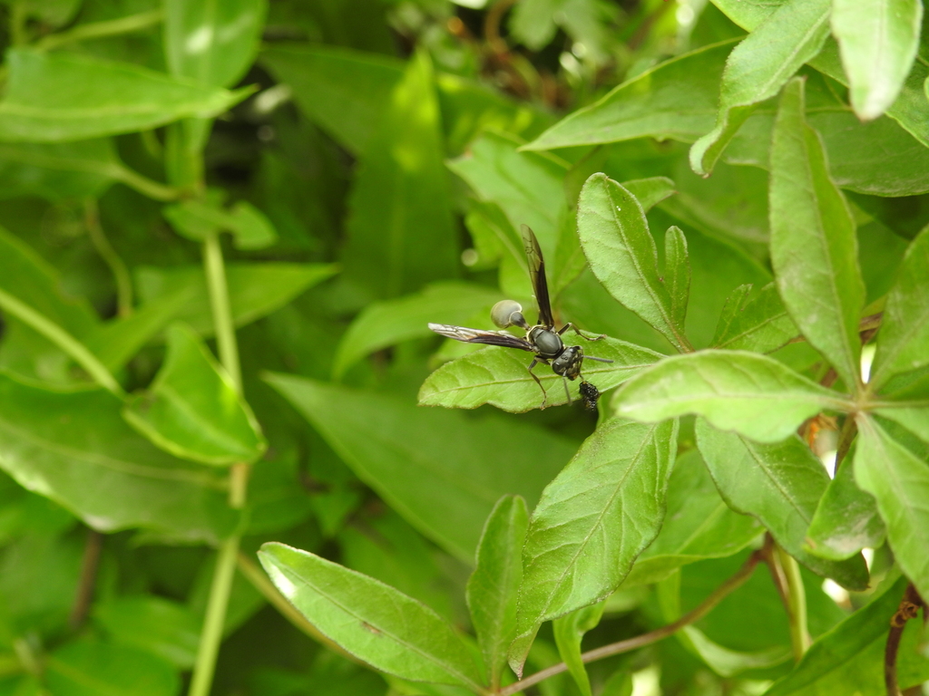 Polybia ignobilis from Santo Tomé, Santa Fe, Argentina on October 13 ...