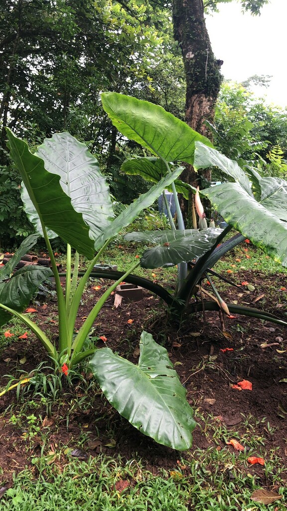 Aroideae from Cary, NC, USA on September 28, 2022 at 01:40 PM by Ngoc ...