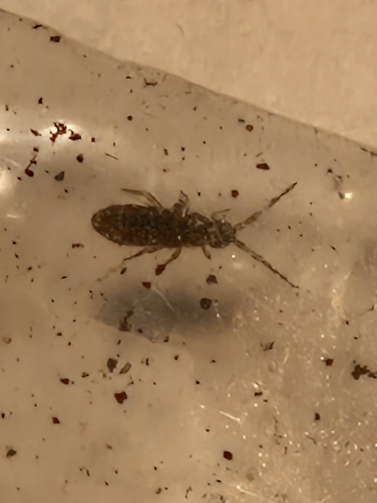 Elongate Springtails from Battersea Park, London, UK on October 6, 2022 ...