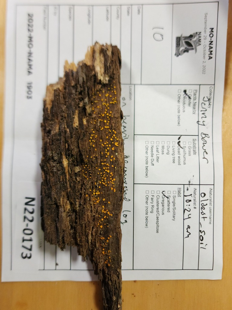 Chlorosplenium chlora from 5070 Christy Mine Rd, Bourbon, MO 65441, USA ...