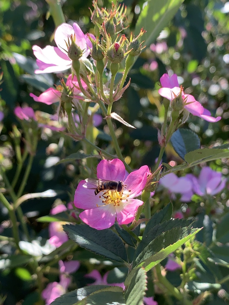 Long-tailed Aphideater Complex from Technology Blvd, Starkville, MS, US on November 17, 2020 at ...