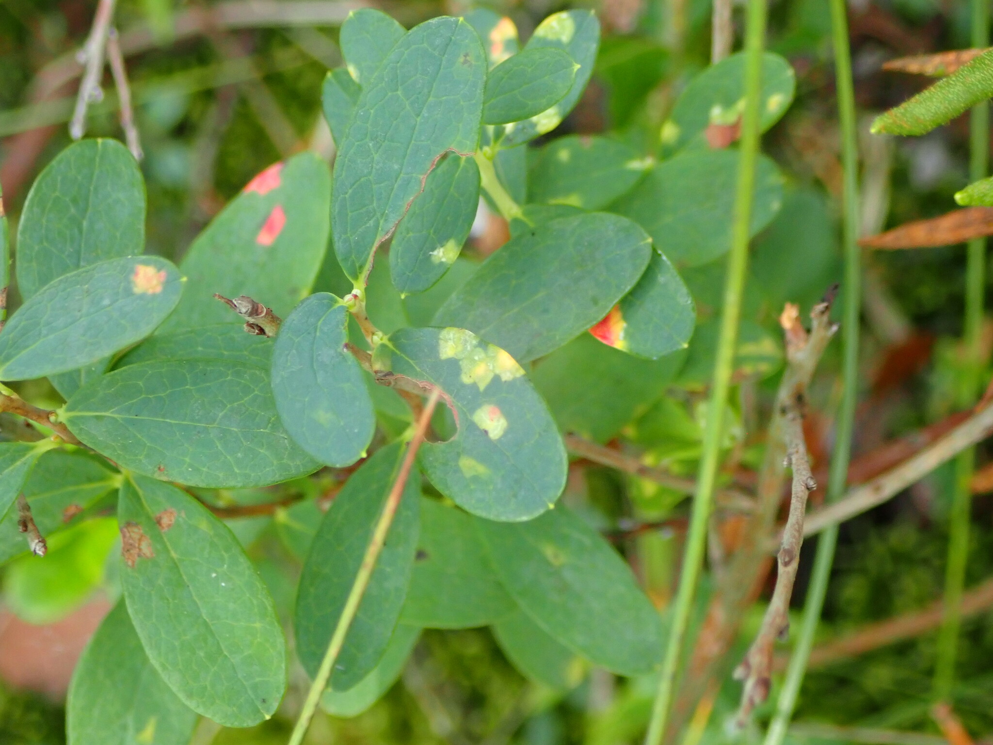 Exobasidium pachysporum Nannf.