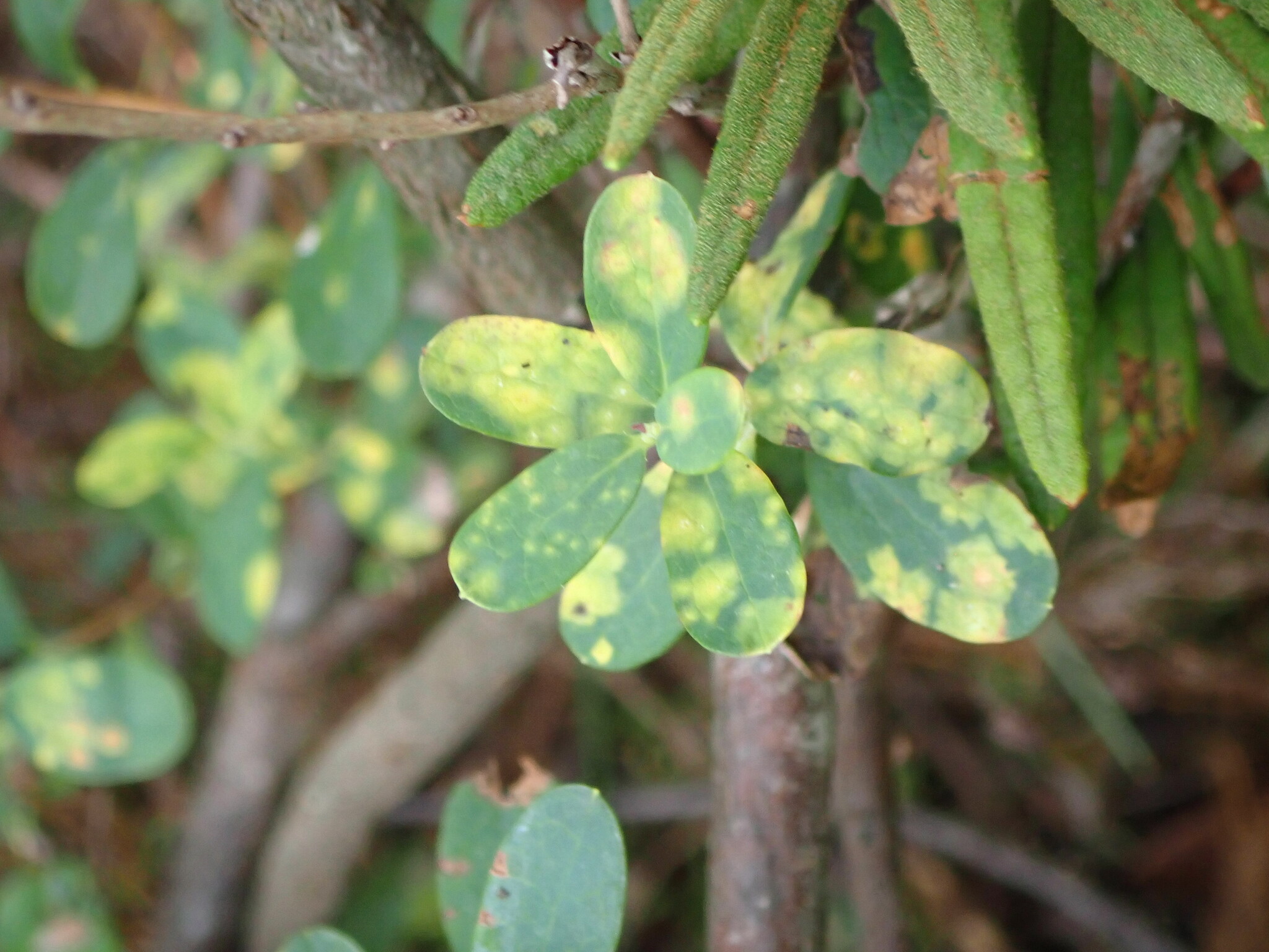 Exobasidium pachysporum Nannf.