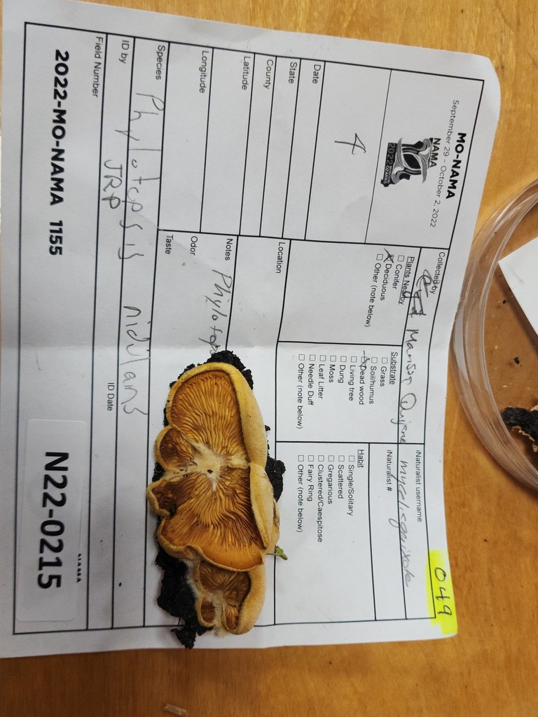 Stinking Orange Oyster from 7556 Missouri H, Leasburg, MO 65535, USA on ...