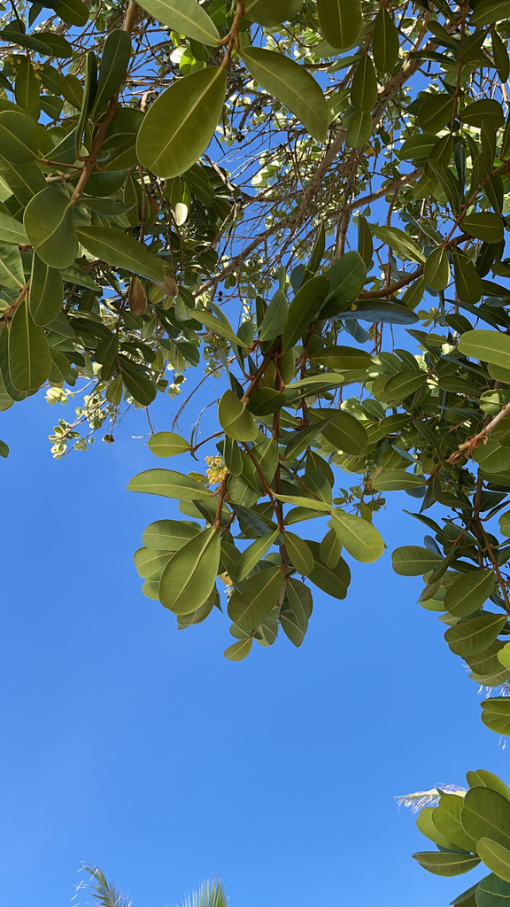 Madagascar Olive from Kapaa on October 6, 2022 at 08:32 AM by a_coope ...