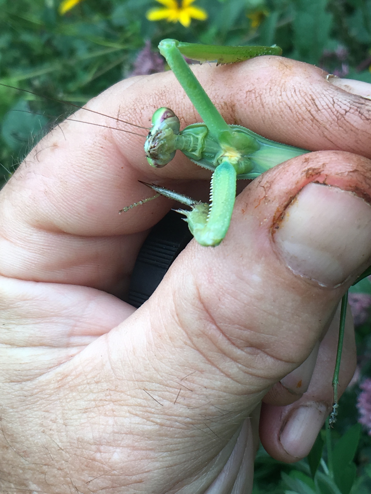Praying Mantis Eating Lizard