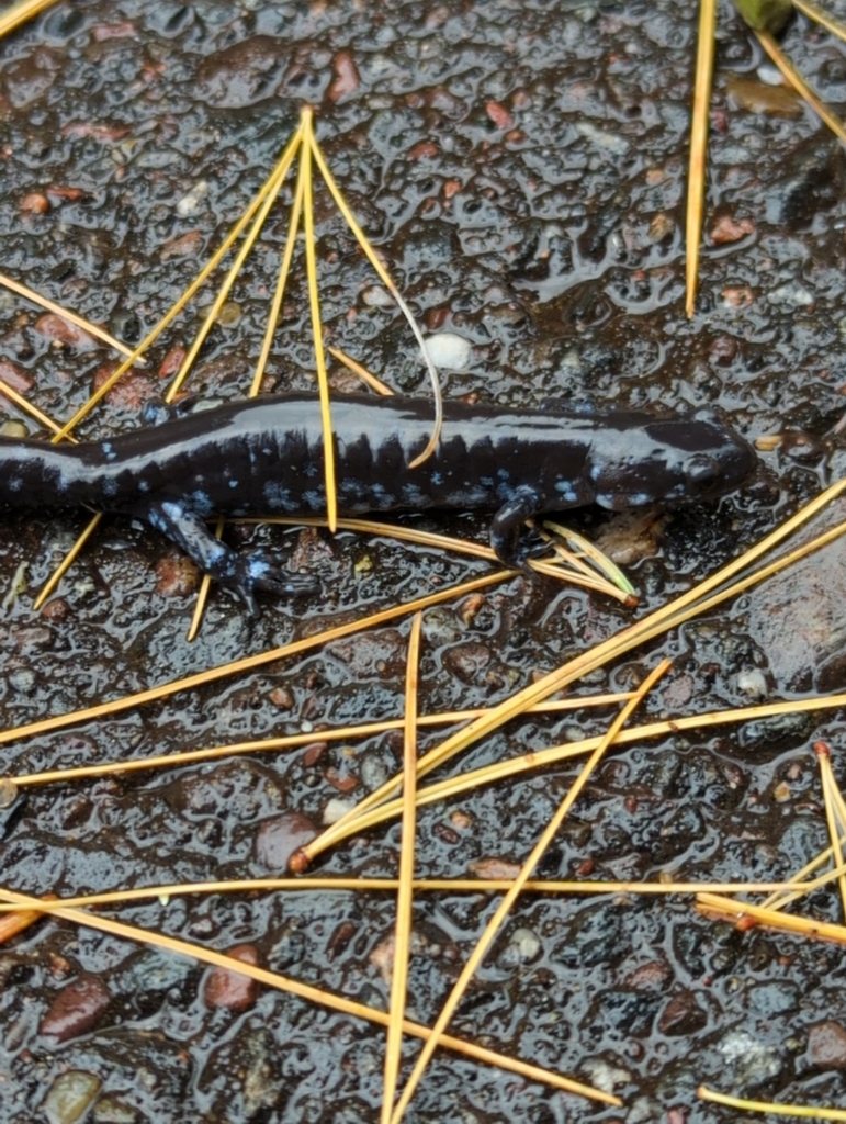 Blue-spotted Salamander from Conover, WI, USA on October 6, 2022 at 01: ...