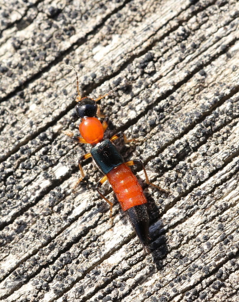 Paederus riparius from Oudalle, France on October 06, 2022 at 08:42 PM ...