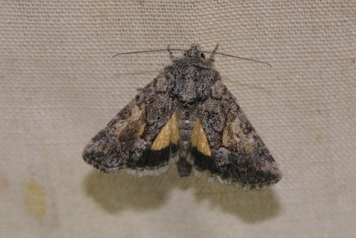 Pseudanarta caeca · iNaturalist