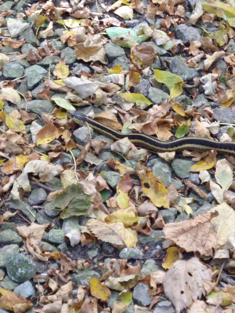 Common Garter Snake from Claremont Township, MN, USA on October 06 ...