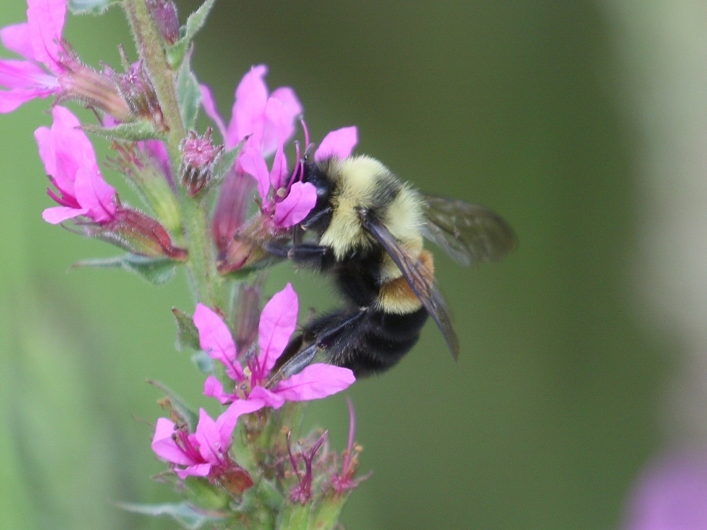 Rusty-patched Bumble Bee in August 2022 by Dan Jackson · iNaturalist