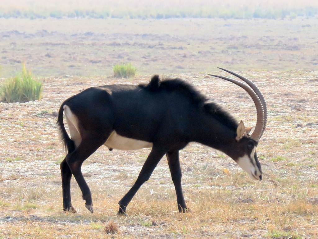 Southern Sable Antelope from Bwabwata National Park, Namibia on ...