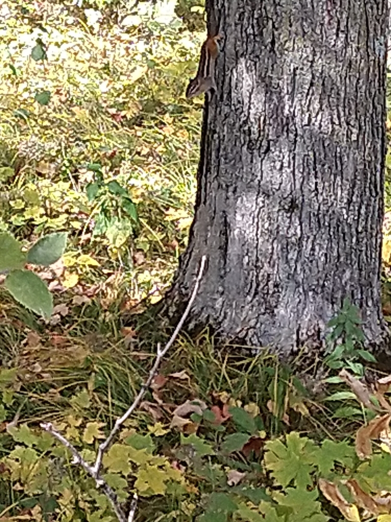 Eastern Chipmunk from Havana Township, MN, USA on October 6, 2022 at 02 ...