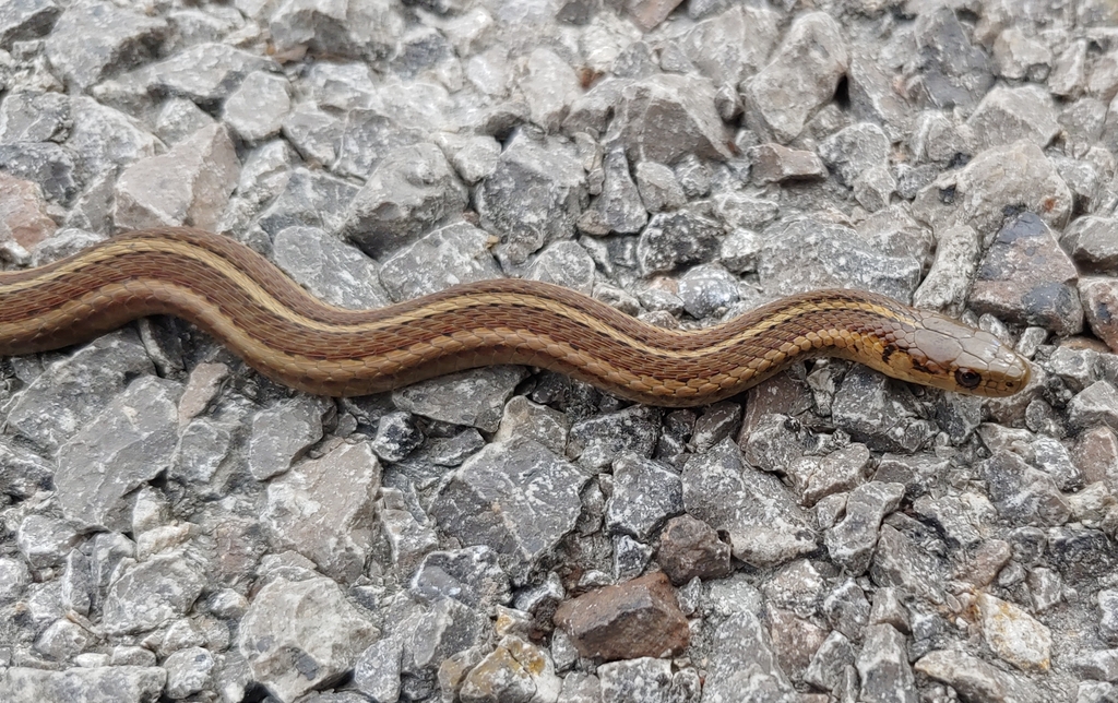 Short-headed Garter Snake in October 2022 by Travis Suckow · iNaturalist