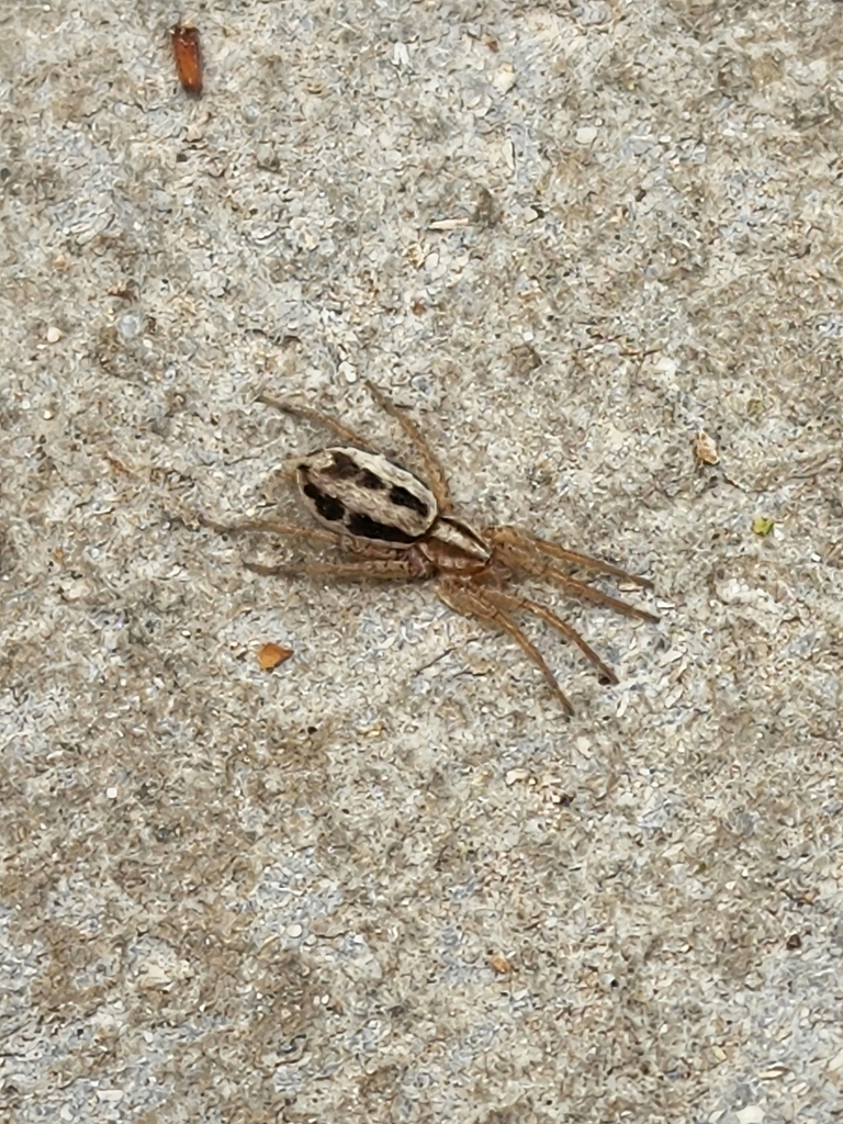 Cesonia rothi from Las Vegas, NV 89166, USA on August 4, 2022 at 12:20 ...