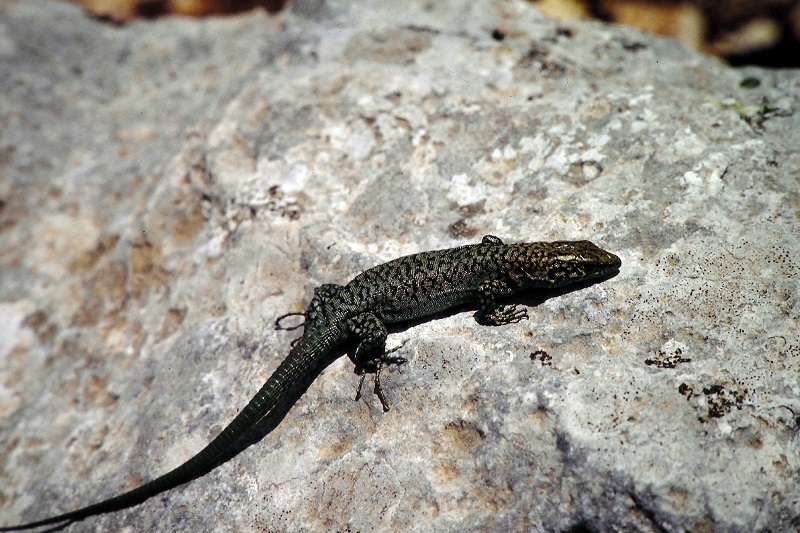 Baran’s Lizard from Silifke/Mersin, Turkije on April 21, 1991 at 09:44 ...