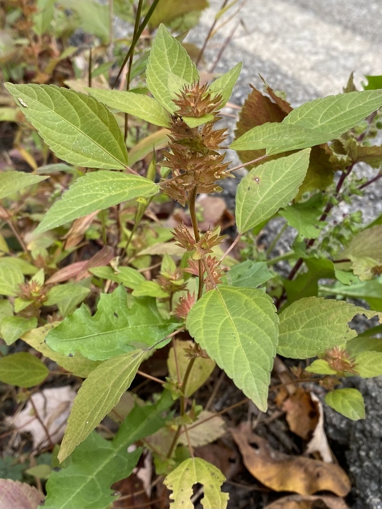 common copperleaf from Daniel Boone National Forest, Campton, KY, US on ...