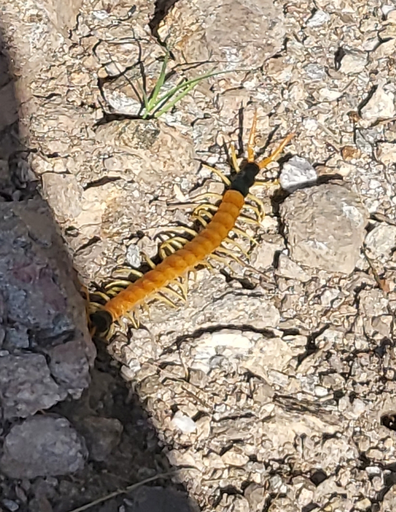 Giant Desert Centipede from Tucson, AZ 85749, USA on October 06, 2022 ...