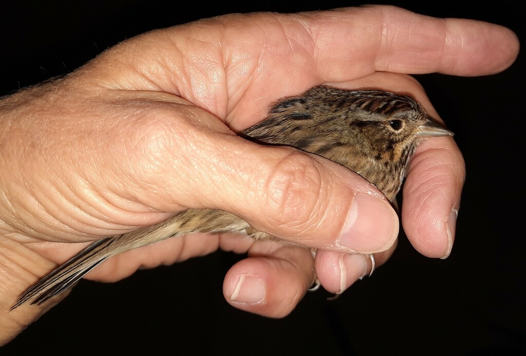 Swamp Sparrow from 1130 Walnut, Kansas City, MO on October 06, 2022 by ...