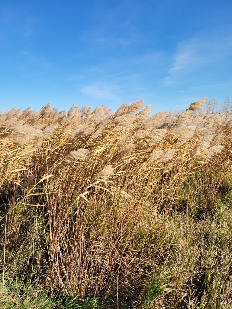 American common reed from Hersey Township, MN, USA on October 06, 2022 ...