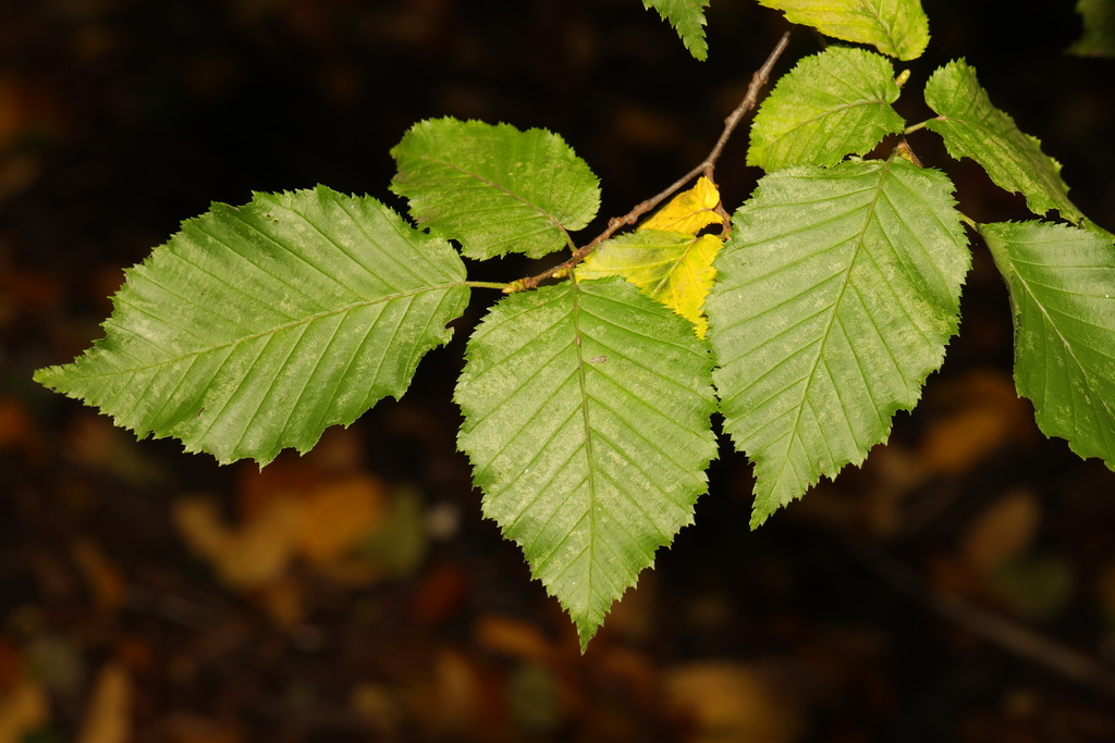 Field Elm from Childwall Woods, Childwall Lane, Childwall, Liverpool ...