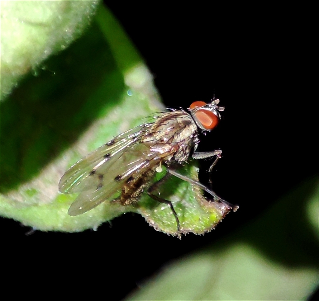 Anthomyia punctipennis from Villa Devoto, CABA, Argentina on August 20 ...