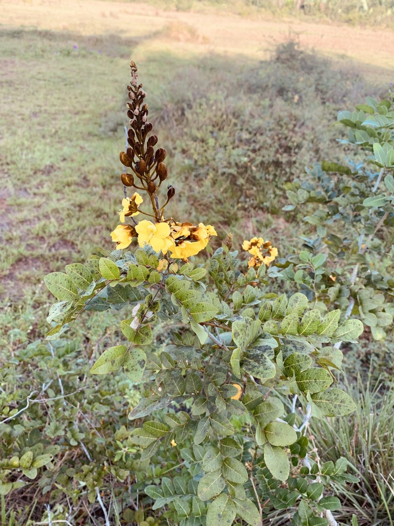 Cenostigma pyramidale from Bacabeira, BR-MA, BR on October 3, 2022 at ...