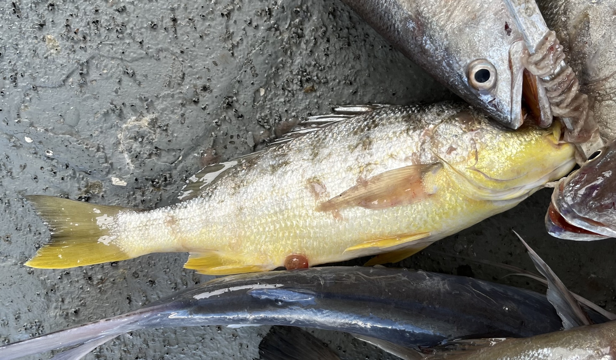 Conodon nobilis (Linnaeus, 1758)