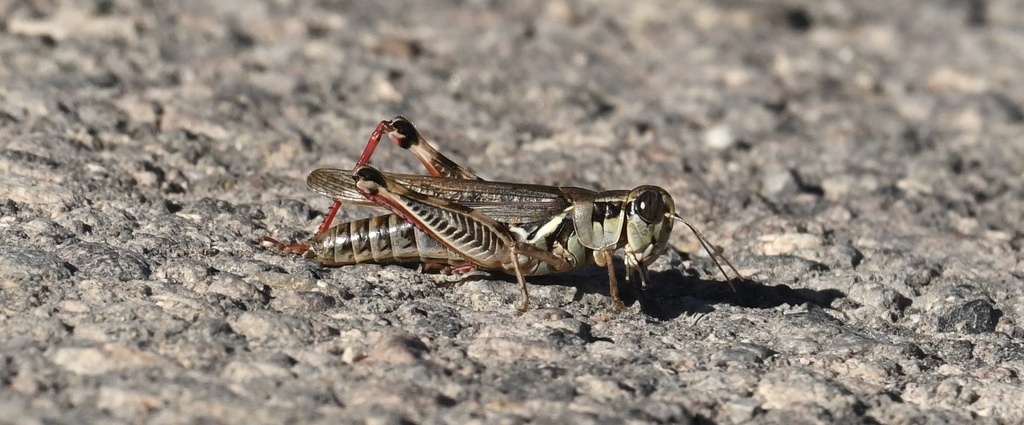 Red-legged Grasshopper from Clark County, NV, USA on October 04, 2022 ...