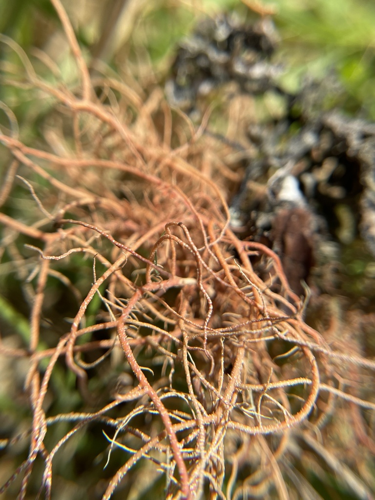 Red Beard Lichen from Point Arena - Stornetta California Coastal ...