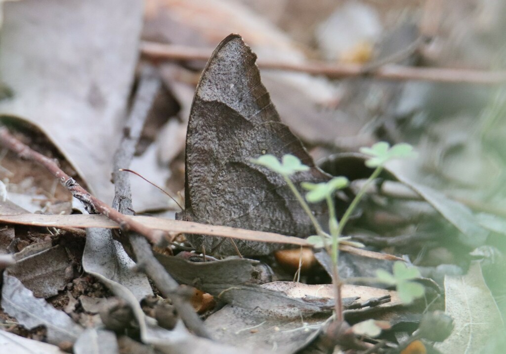 Common Evening Brown from Clermont QLD 4721, Australia on September 29 ...