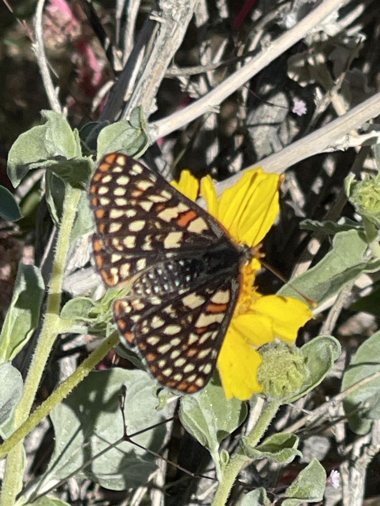 Henne's Chalcedon Checkerspot from Santa Rosa and San Jacinto Mountains ...
