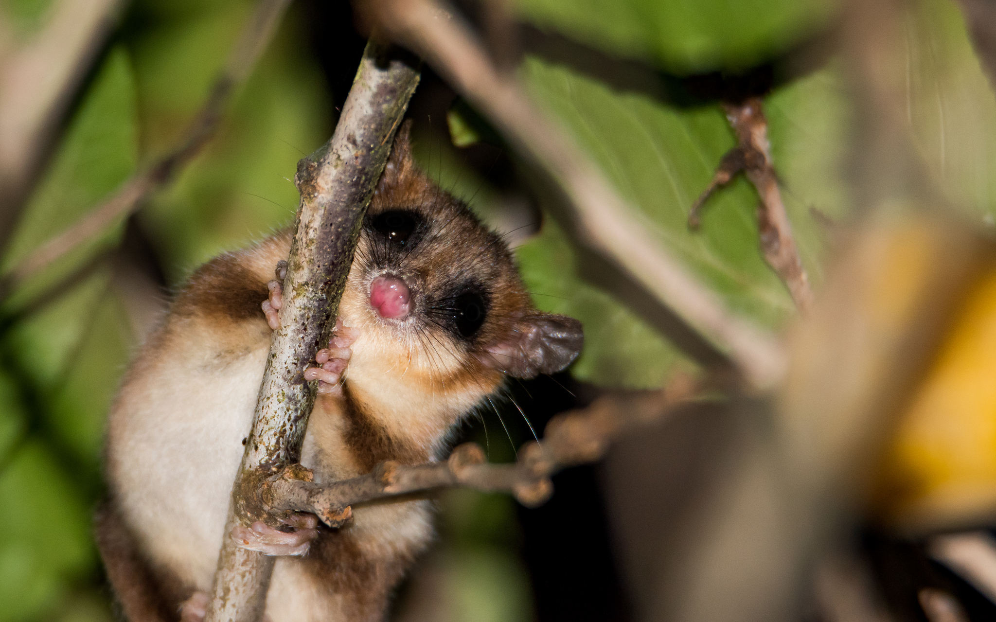 Dromiciops gliroides Thomas, 1894