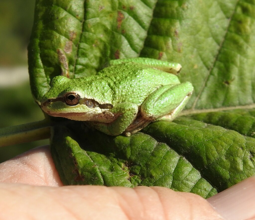 Northern Pacific Tree Frog from Forest Grove, OR 97116, USA on October ...