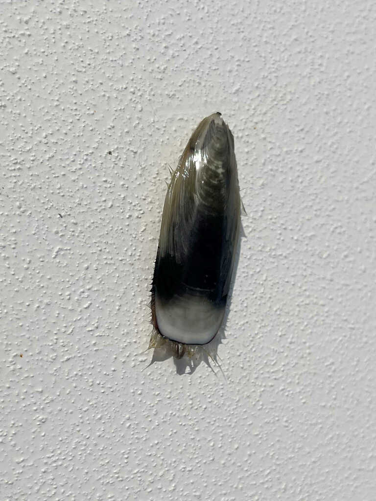 Lingula from Hillsborough County, FL, USA on July 9, 2022 at 04:35 PM ...