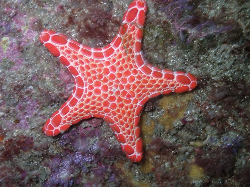 Biscuit Star from Sydney NSW, Australia on September 23, 2022 at 09:45 ...