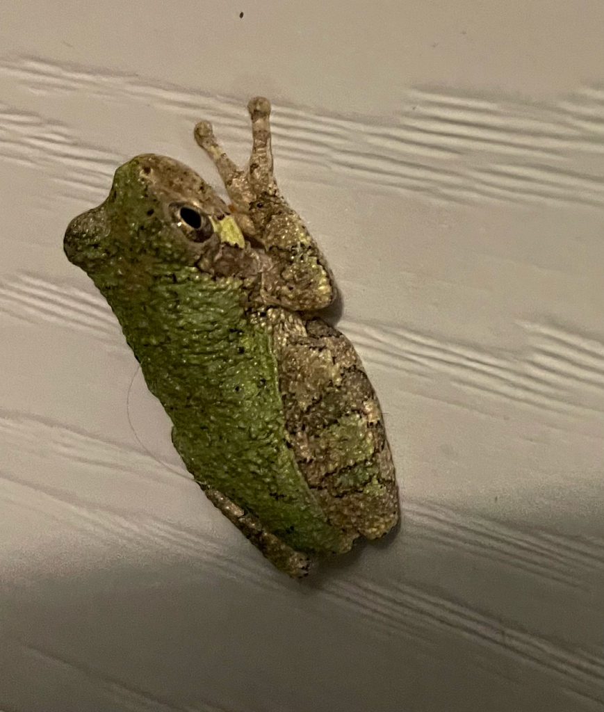 Cope's Gray Treefrog from Virginia Beach on October 6, 2022 at 07:15 PM by eareitz · iNaturalist