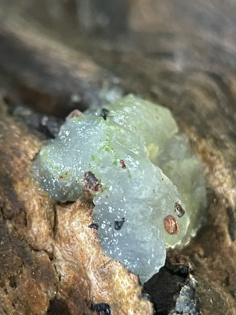 Crystal Brain Fungus from Frankston South, VIC, AU on October 7, 2022 ...