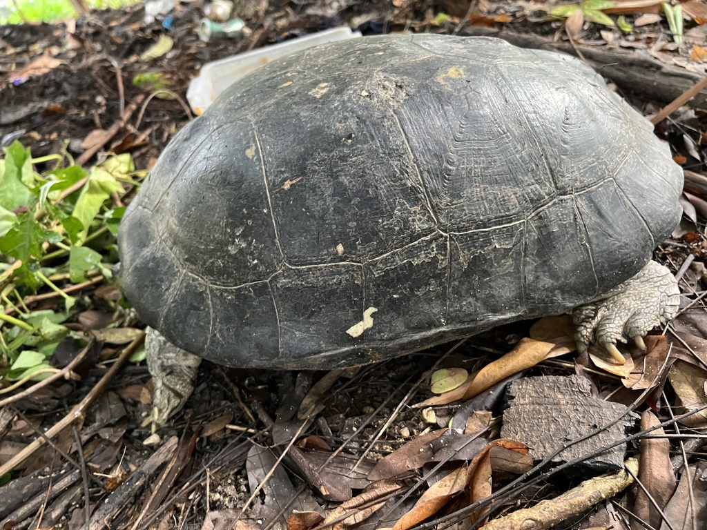 Yellow-headed Temple Turtle in October 2022 by muangpaisuetrong ...