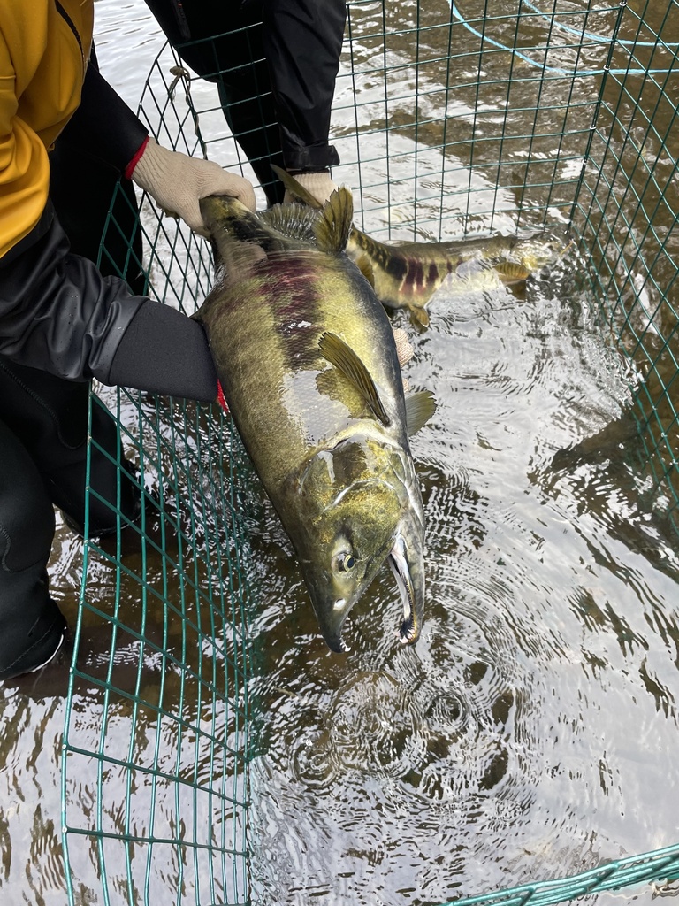 Chum Salmon from North Pacific Ocean, Skeena-Queen Charlotte, BC, CA on ...