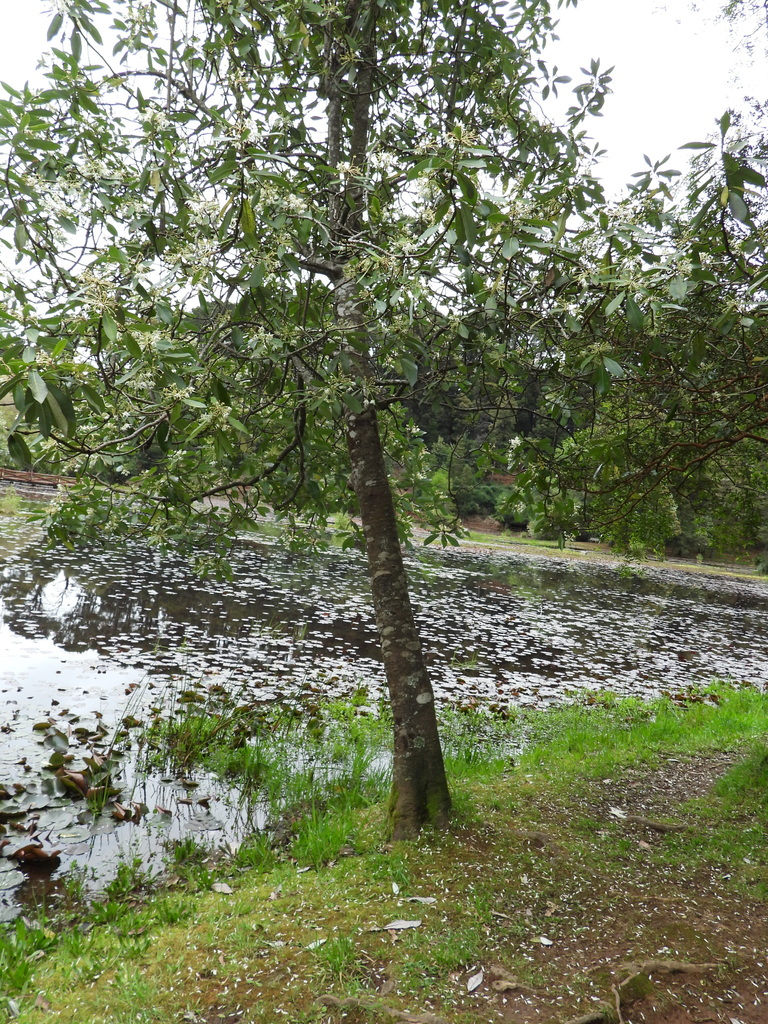 Winter's Bark from Valdivia, Los Ríos, Chile on October 06, 2022 at 03: ...