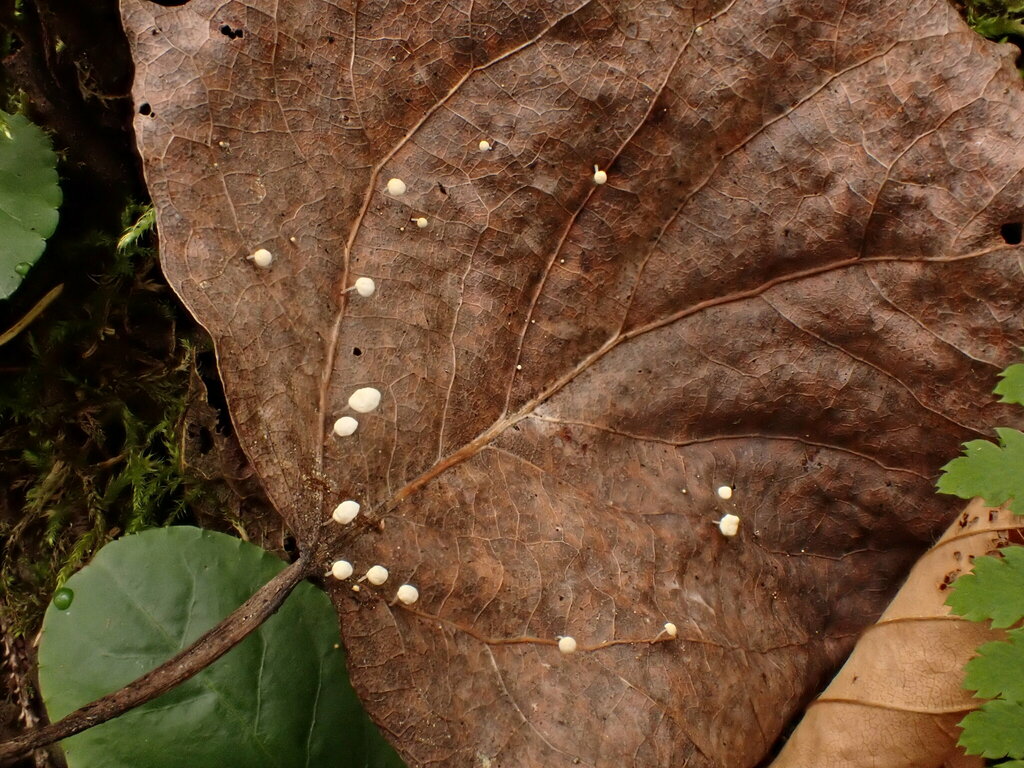Gloiocephala in October 2022 by L Joan Heyding · iNaturalist