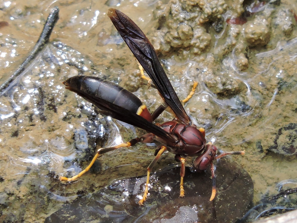 Ringed Paper Wasp (Wasps of Hymenoptera) · iNaturalist
