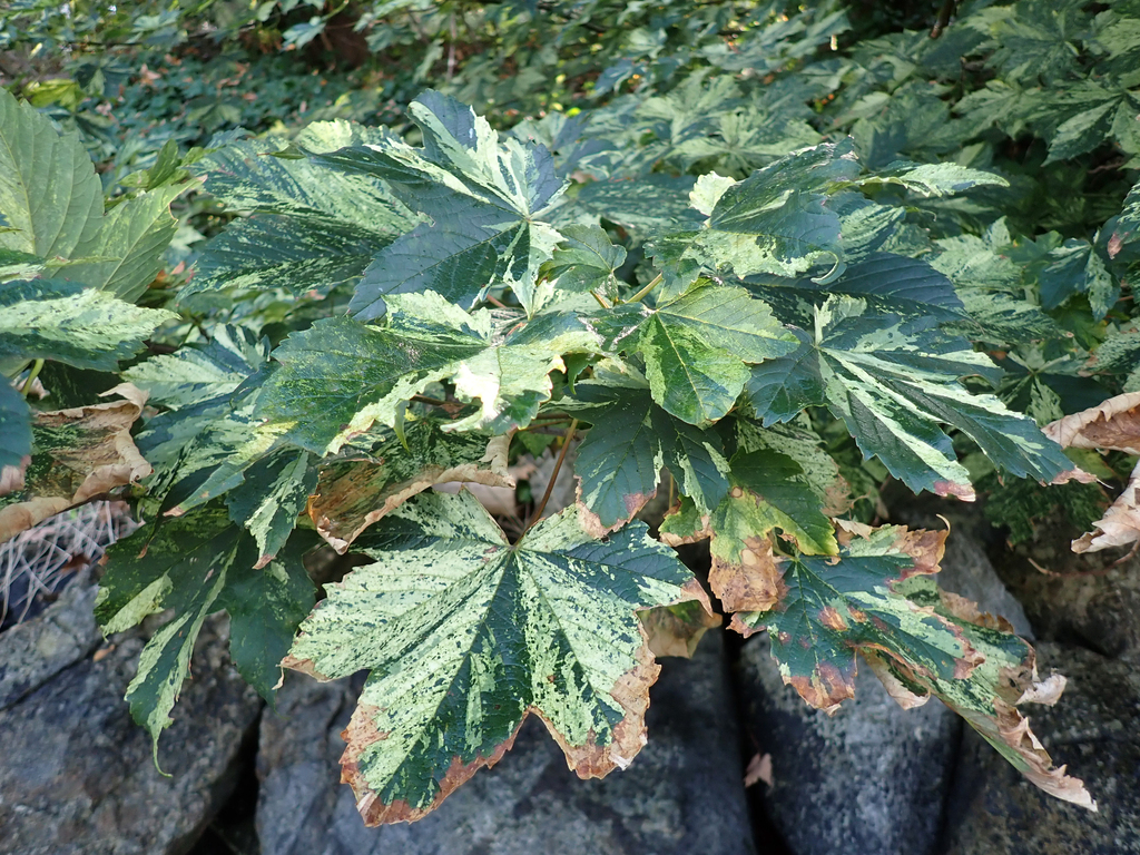 sycamore maple from Greater Vancouver, British Columbia, Canada on ...