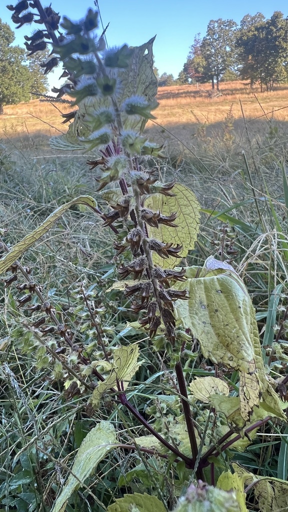 beefsteak plant in October 2022 by digitalmobius · iNaturalist