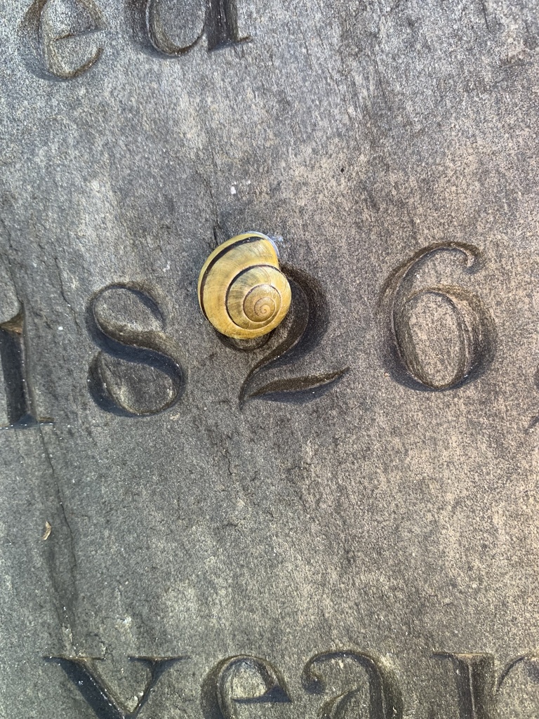 Brown-lipped Snail from Charter St, Salem, MA, US on October 6, 2022 at ...