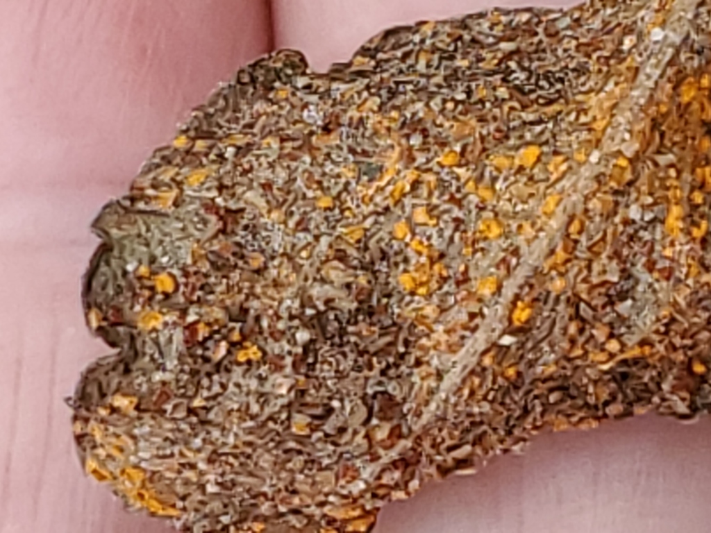 rust fungi from Fergus, Montana, United States on October 6, 2022 at 04 ...